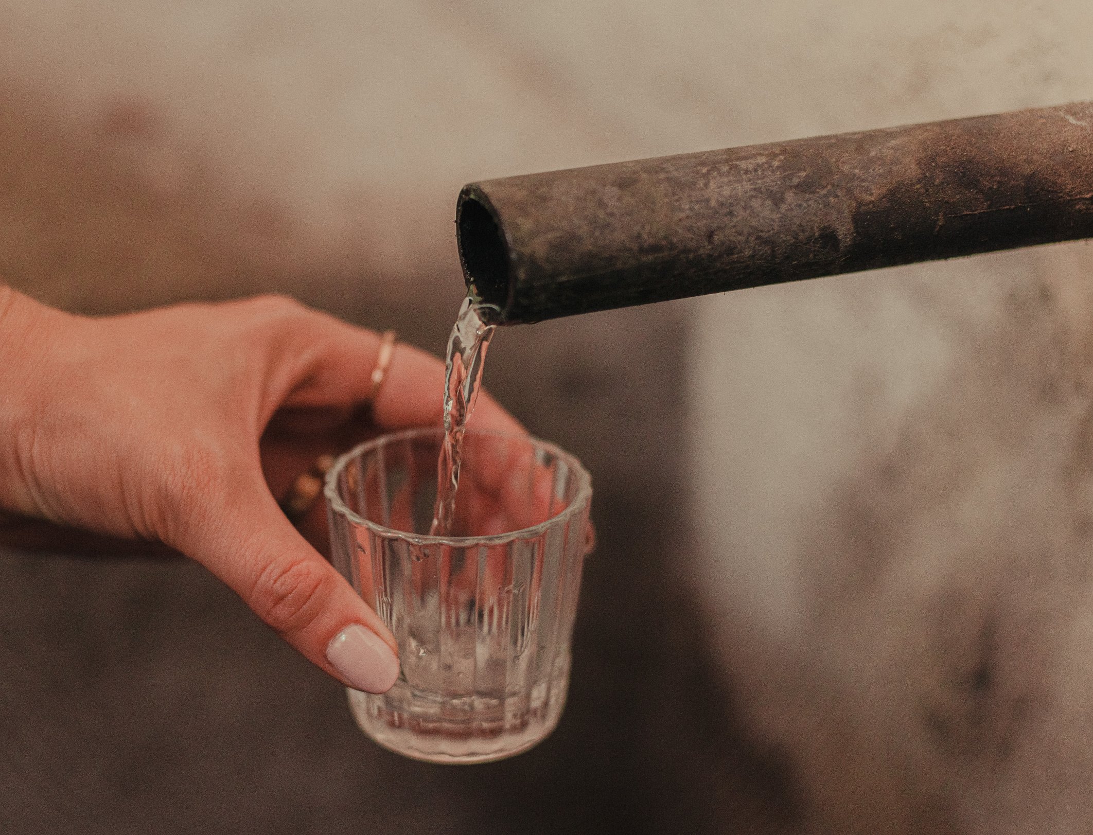 Sotol — What It Is and How To Use It