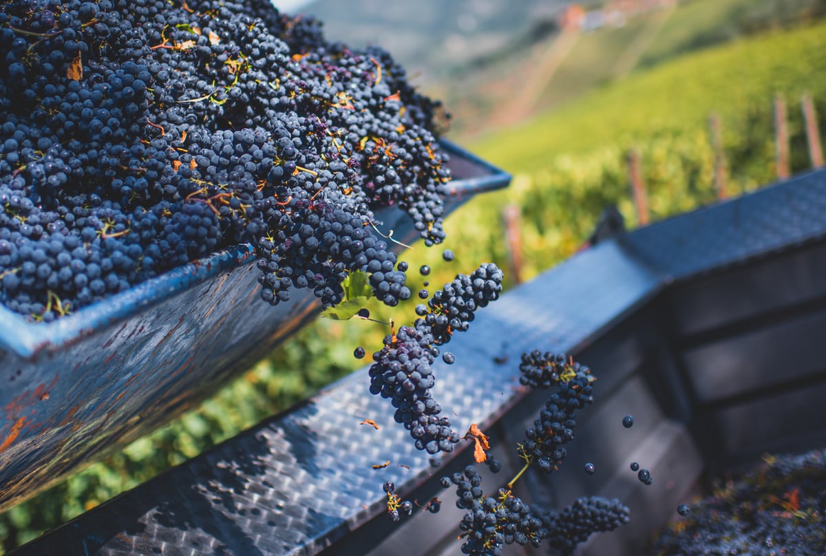 Chianti Classico: The Essential Guide to Tuscany’s Famous Red Wines